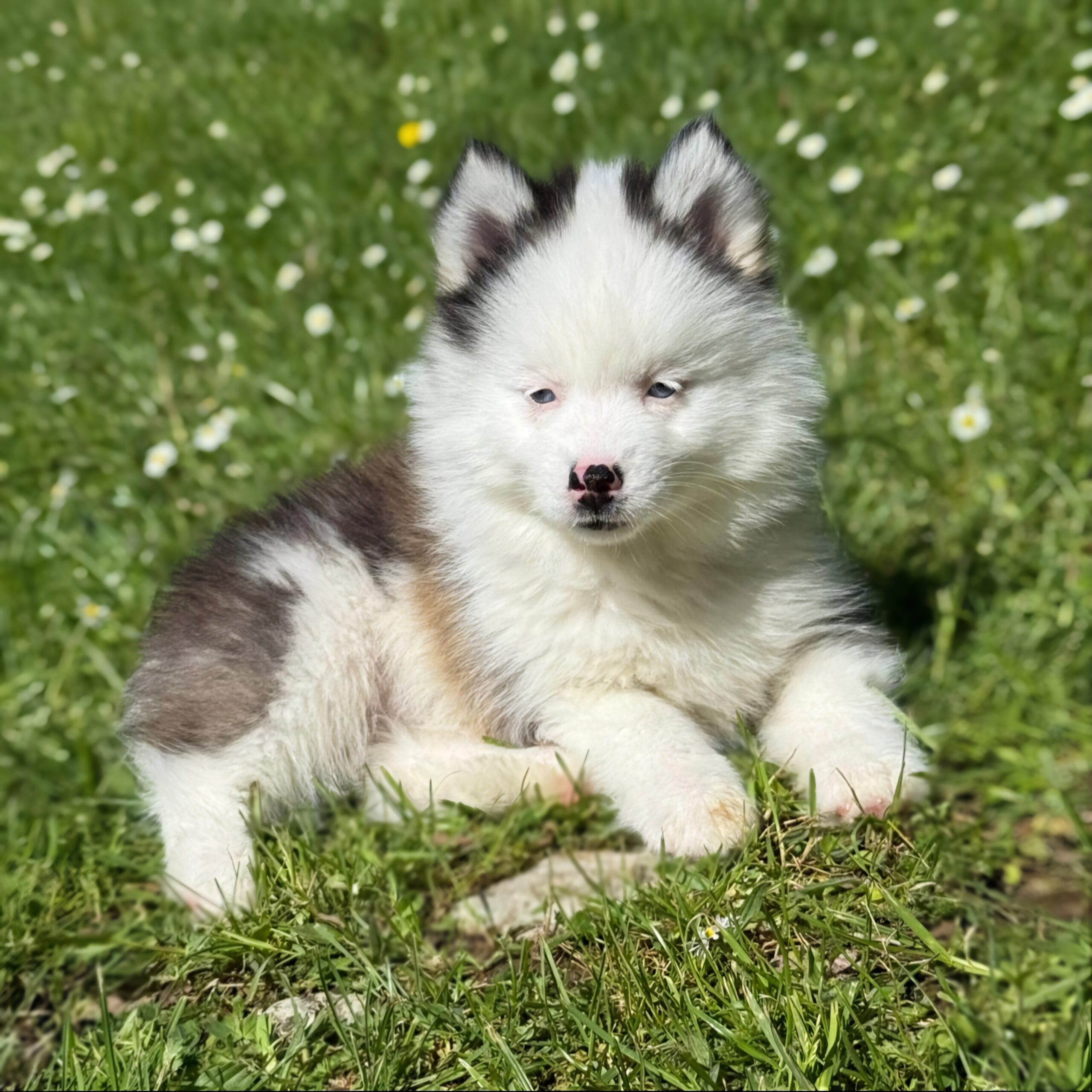 Élevage Pomsky Occitanie · Pomsky Toy & Mini – Mini Pomsky