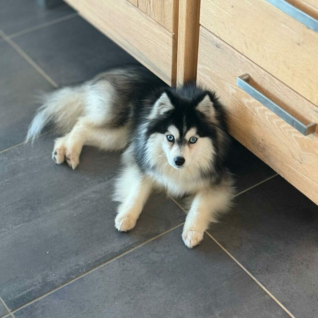 Élevage Pomsky Occitanie · Pomsky Toy & Mini – Mini Pomsky